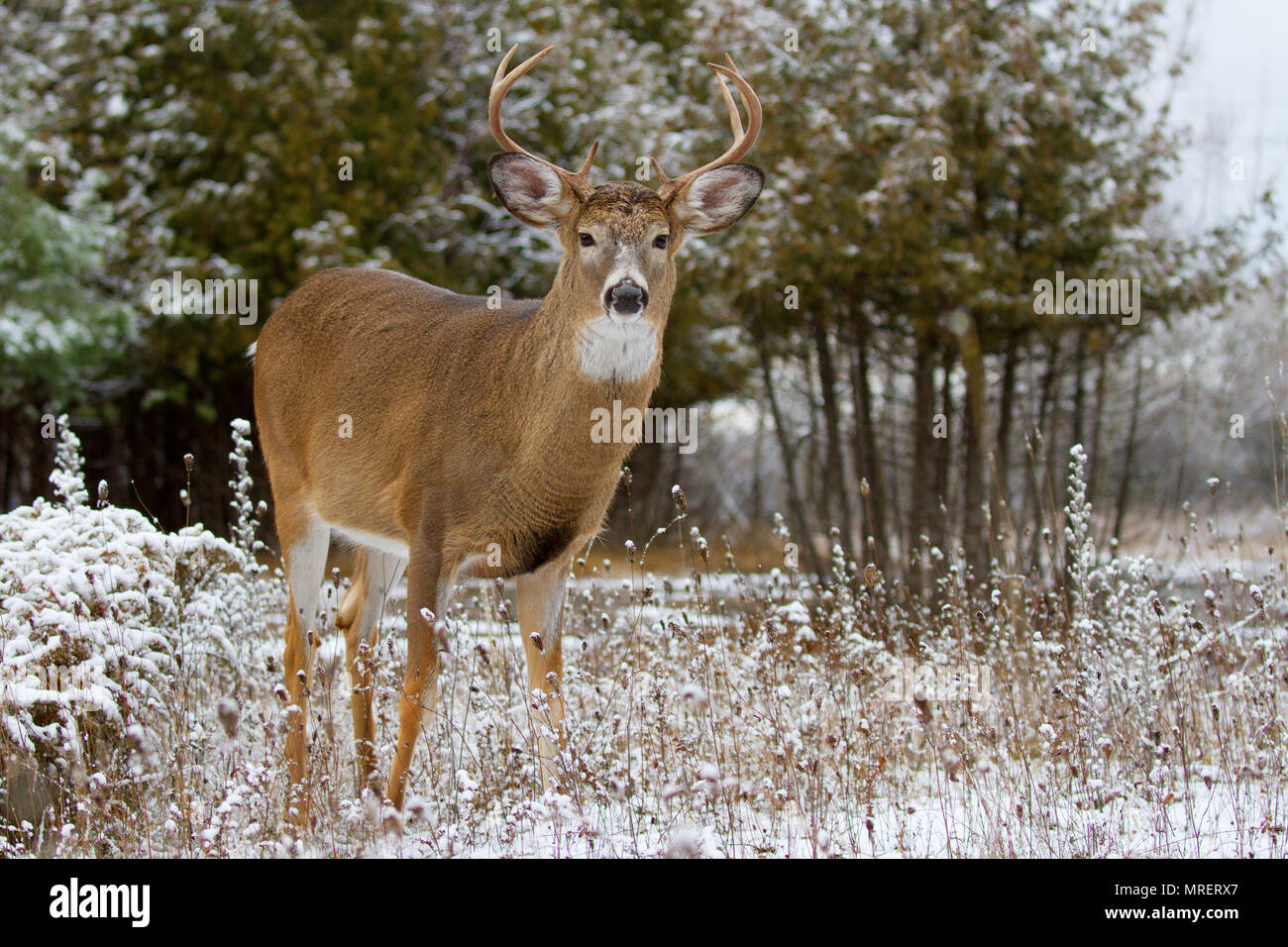White-tailed deer buck with a huge neck looks over the field for a mate ...