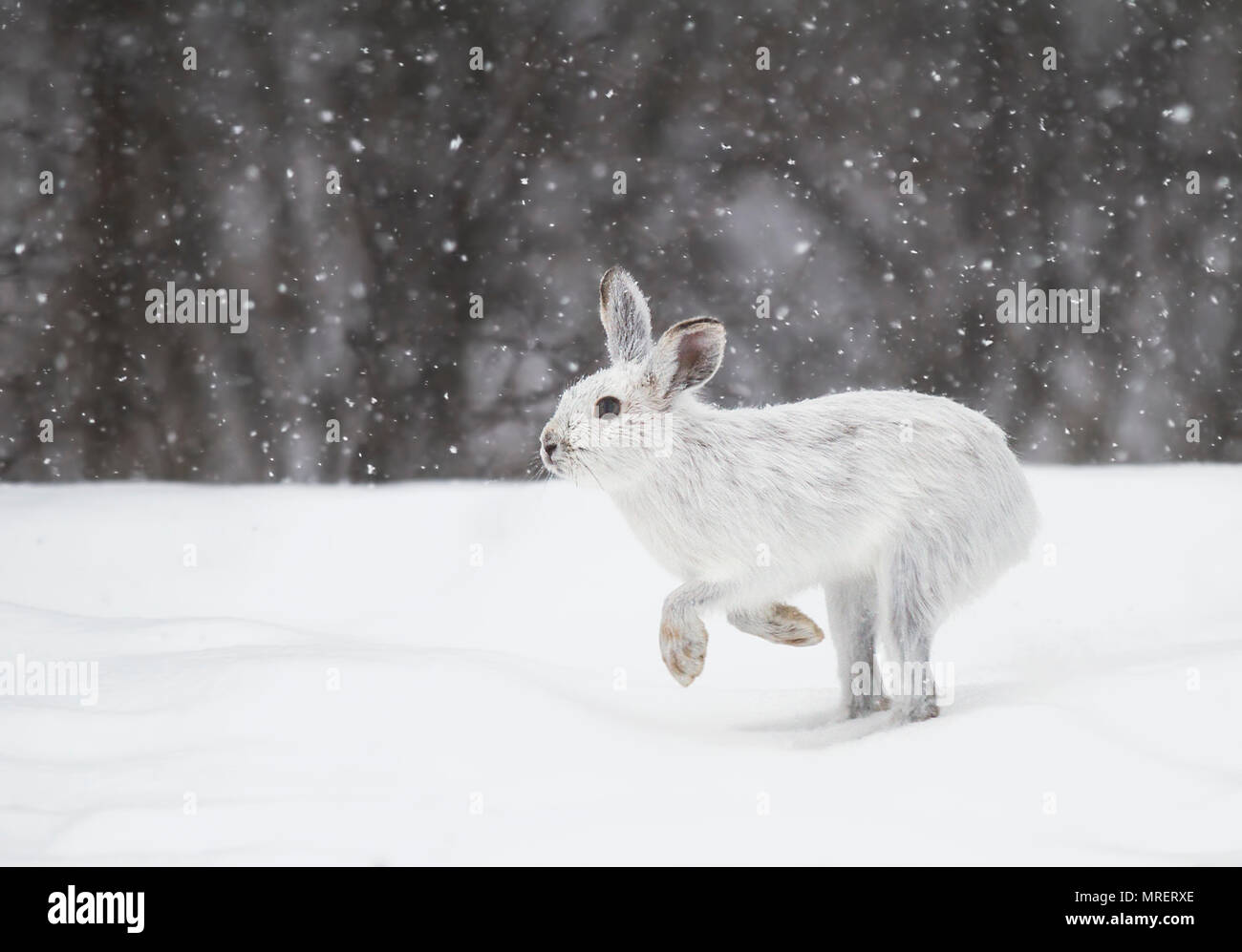 Snow Hare Stock Photos & Snow Hare Stock Images - Alamy
