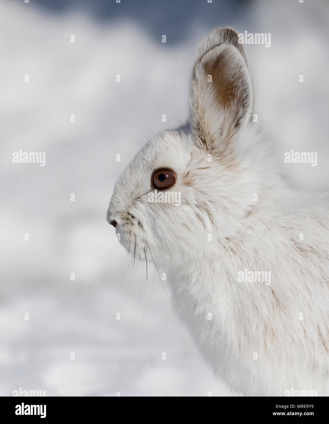 Snowshoe Rabbit High Resolution Stock Photography and Images - Alamy