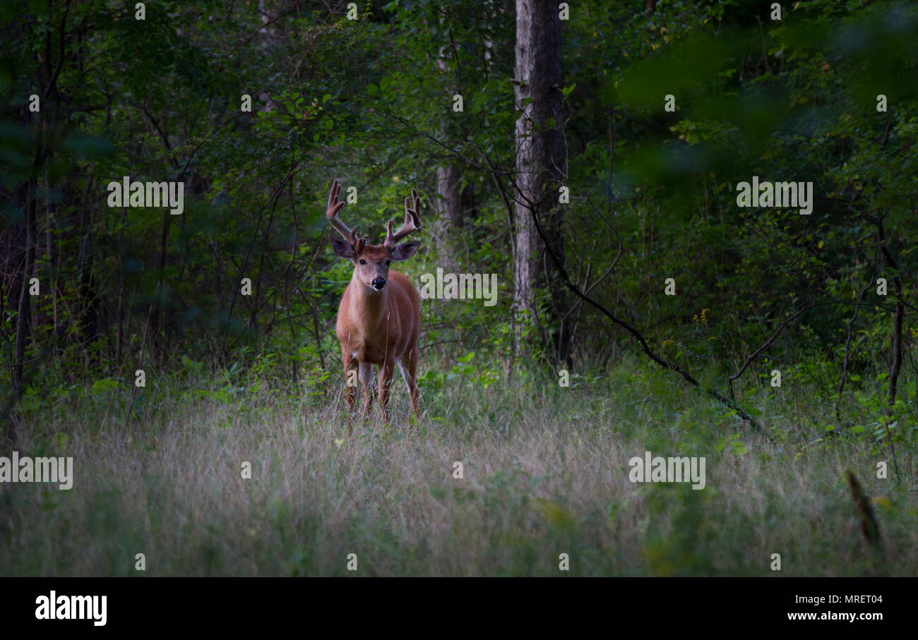 White-tailed deer buck with a huge neck looks over the field for a mate ...