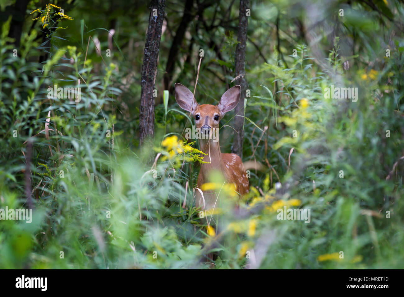 White-tailed deer fawn in the forest in spring in Canada Stock Photo ...