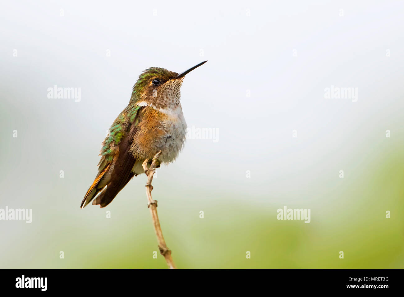 Hummingbird side view image hi-res stock photography and images - Alamy