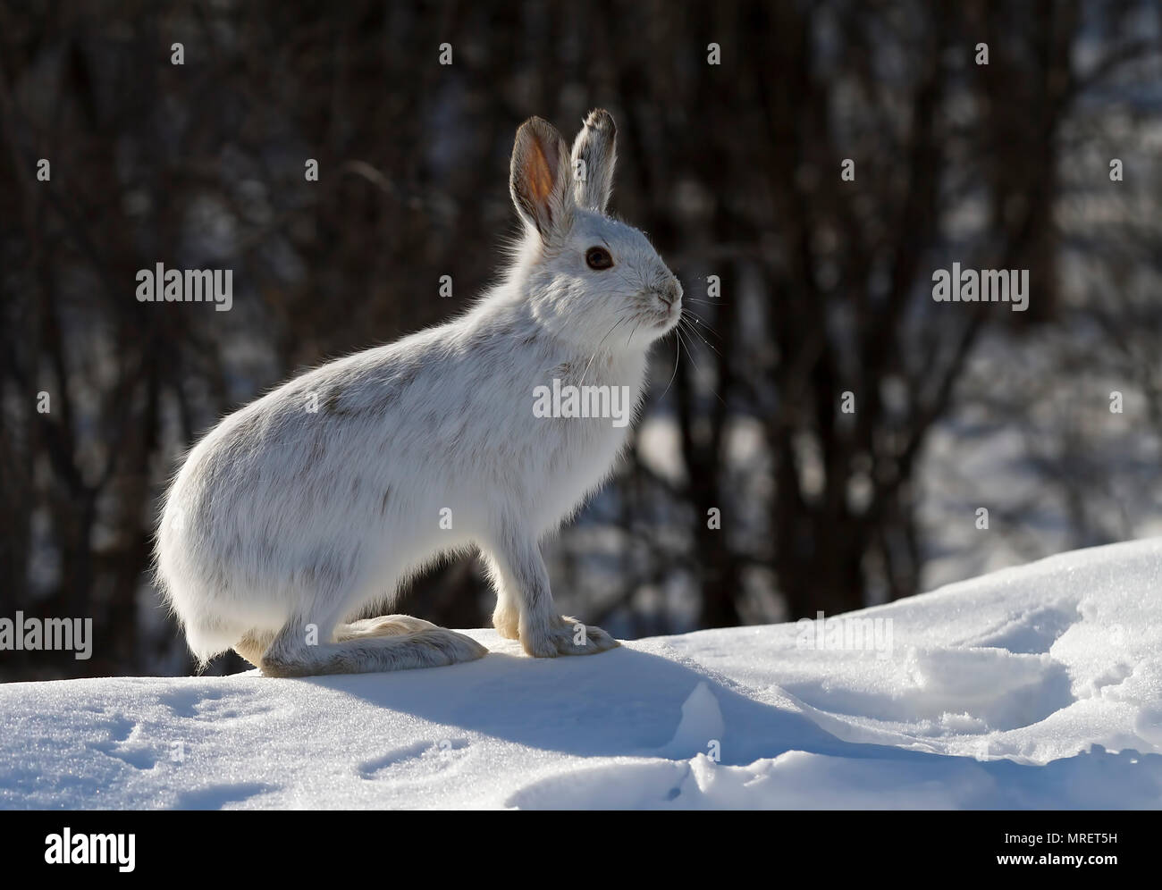 Snowshoe Rabbit High Resolution Stock Photography and Images - Alamy