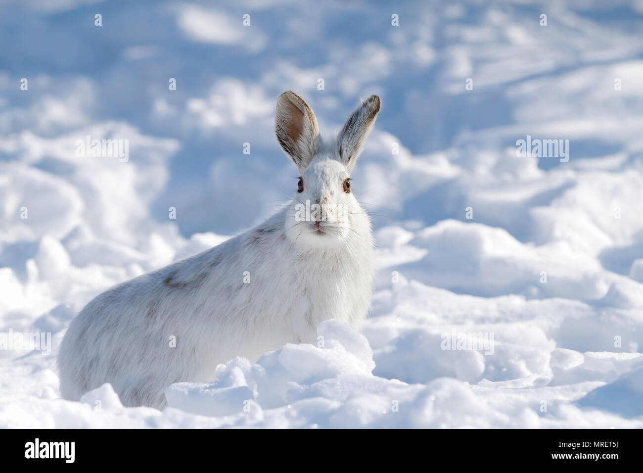 Snowshoe hare white hi-res stock photography and images - Alamy