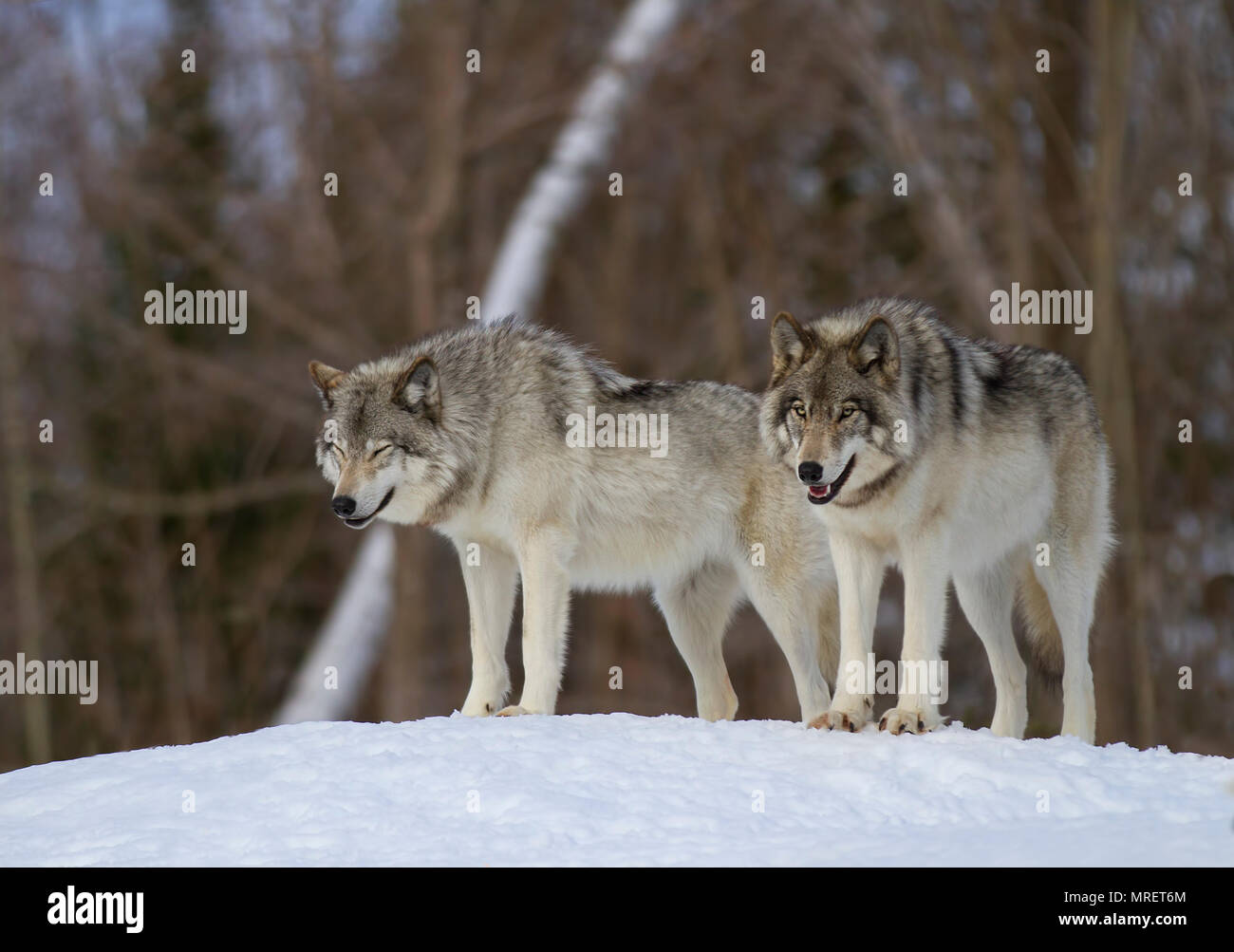 Timber wolves or Grey wolf (Canis lupus) standing in the winter snow in ...