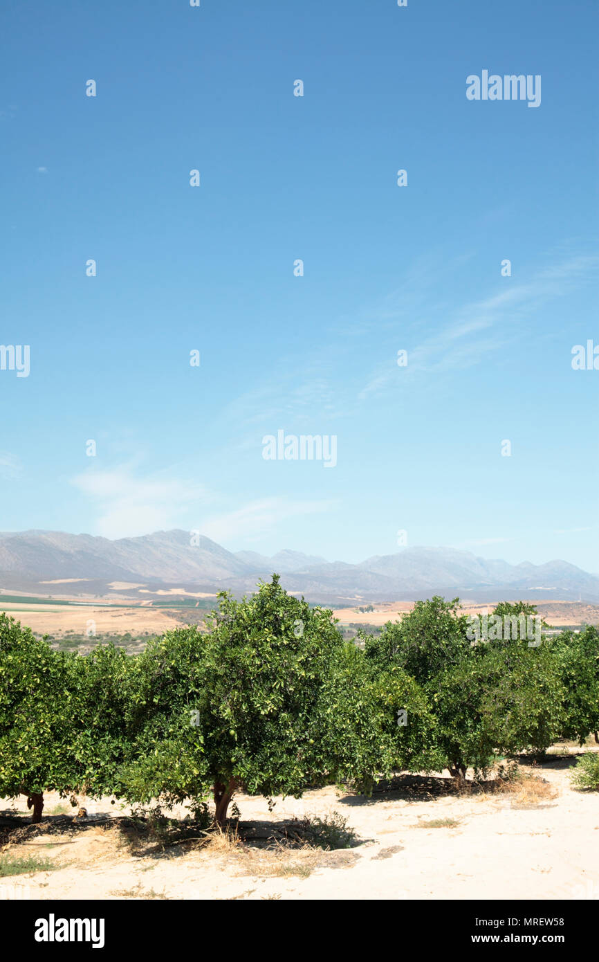 Citrus fruit farm, near Picketberg, Western Cape, South Africa Stock ...
