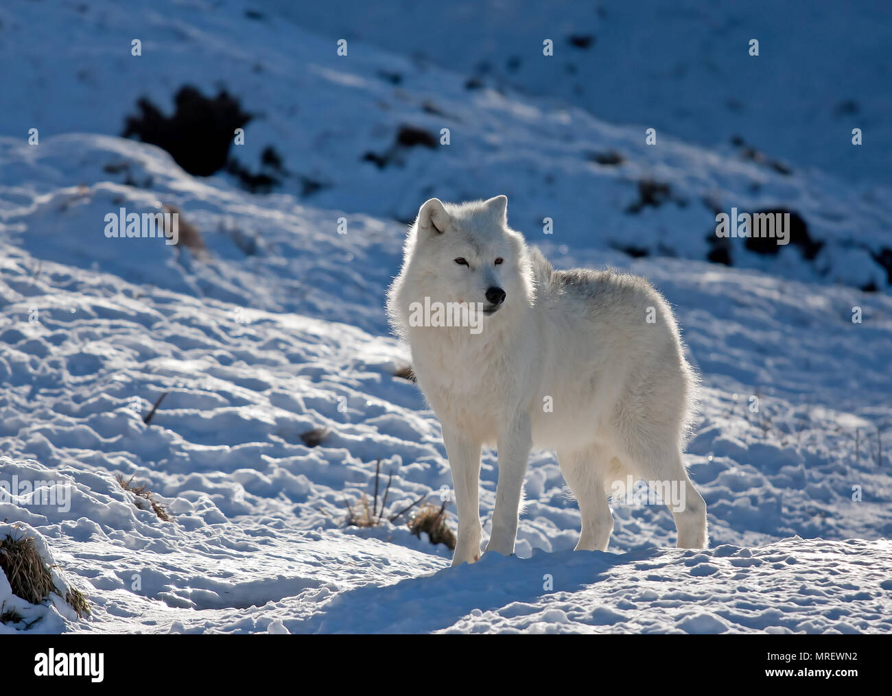 A lone Arctic wolves (Canis lupus arctos) standing in the winter snow ...