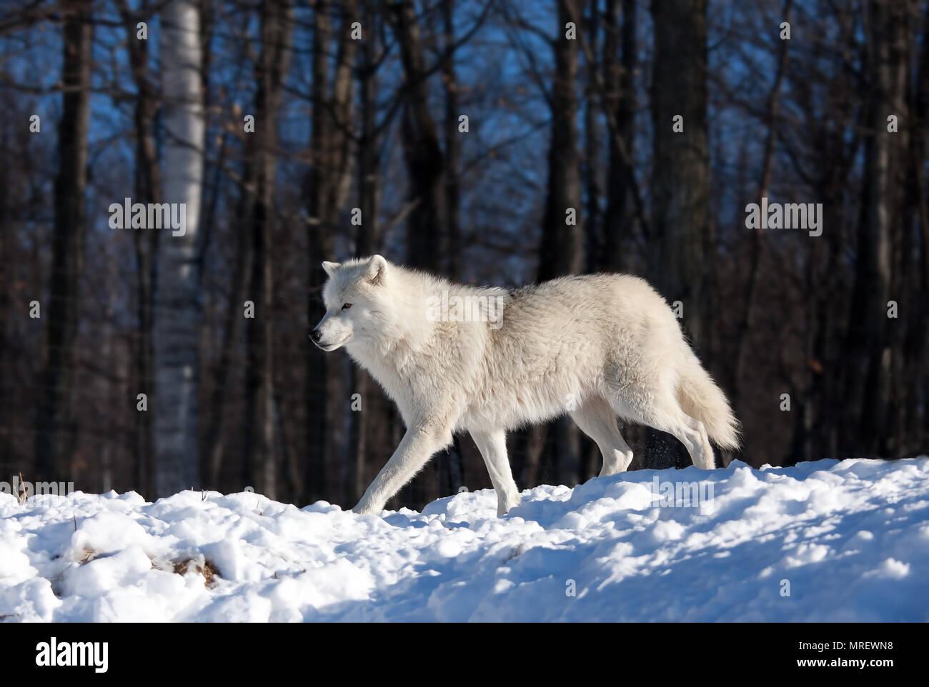 Arctic wolf canis lupus three hi-res stock photography and images - Alamy