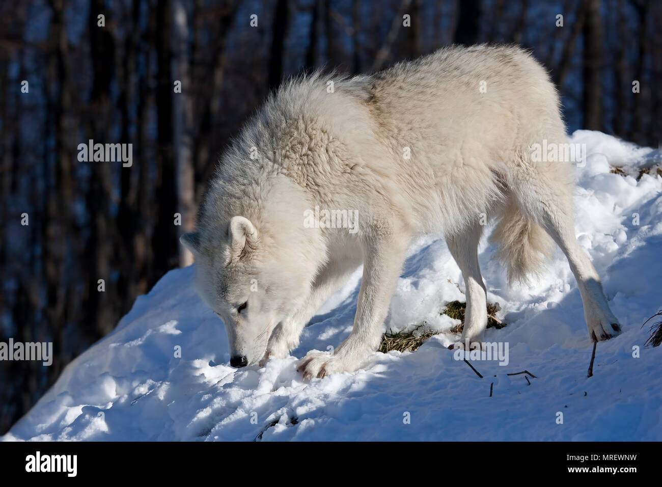 A lone Arctic wolves (Canis lupus arctos) standing in the winter snow ...