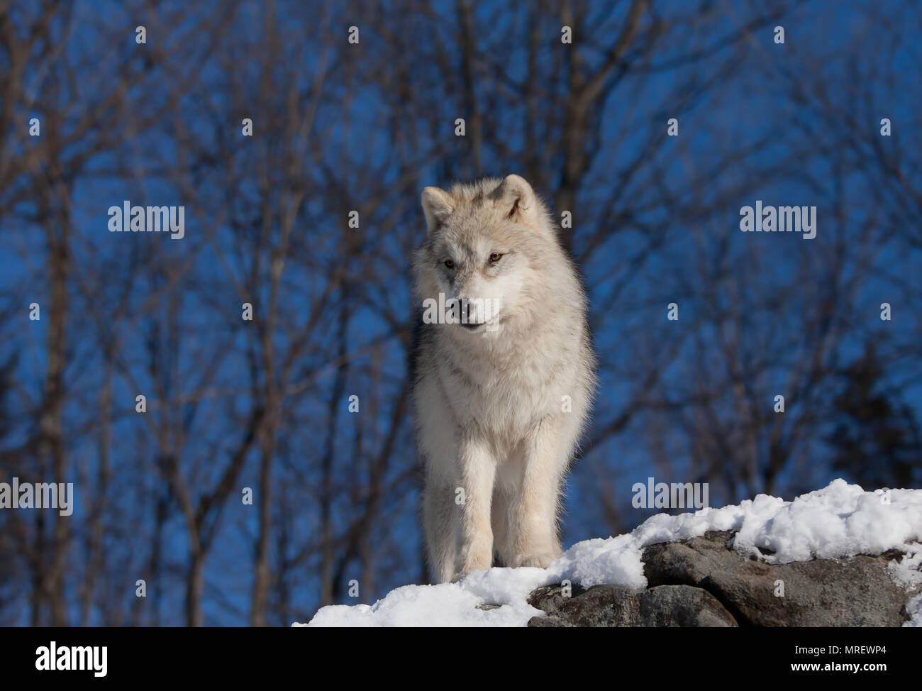 Wolves Snow High Resolution Stock Photography and Images - Alamy