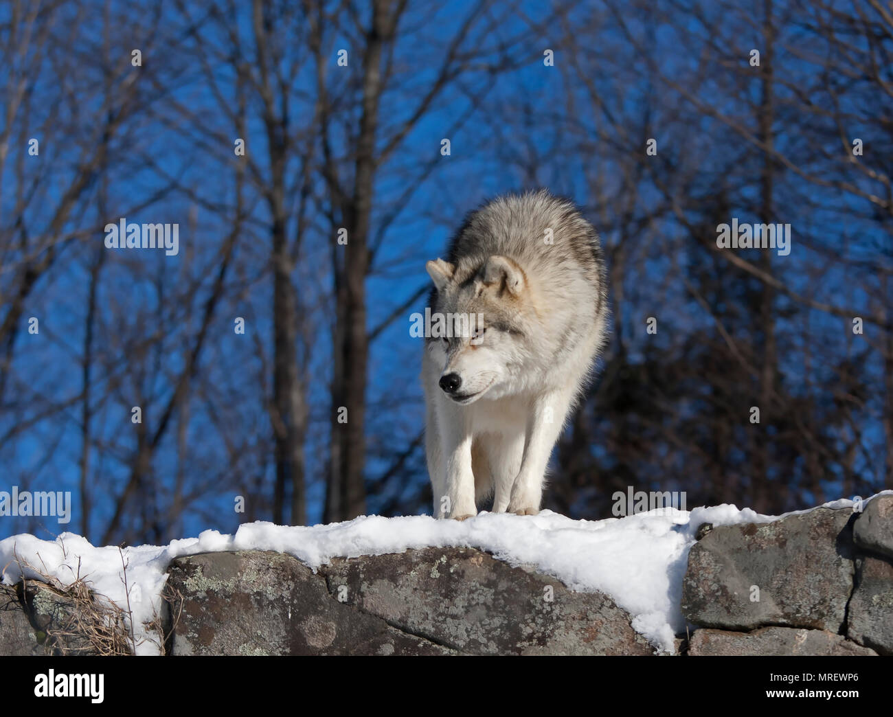 A lone Arctic wolves (Canis lupus arctos) standing in the winter snow ...
