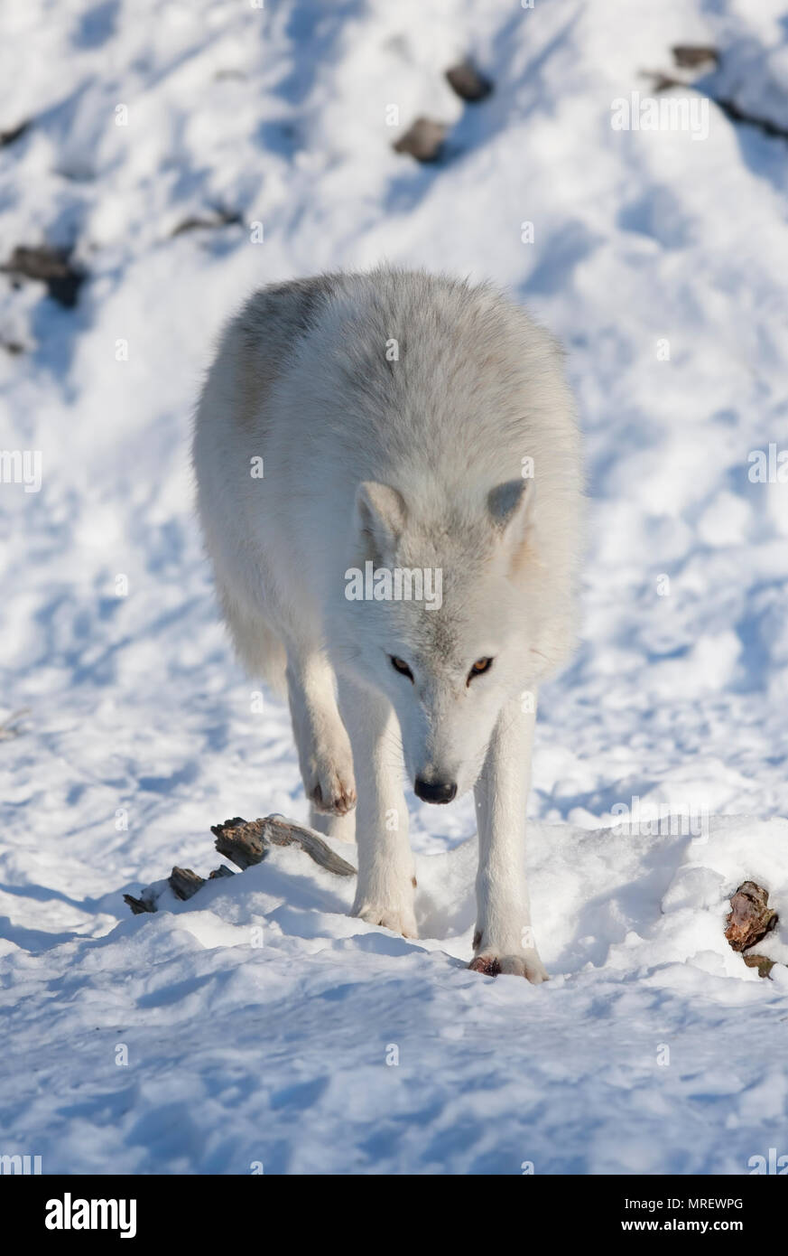 Arctic wolf canis lupus three hi-res stock photography and images - Alamy