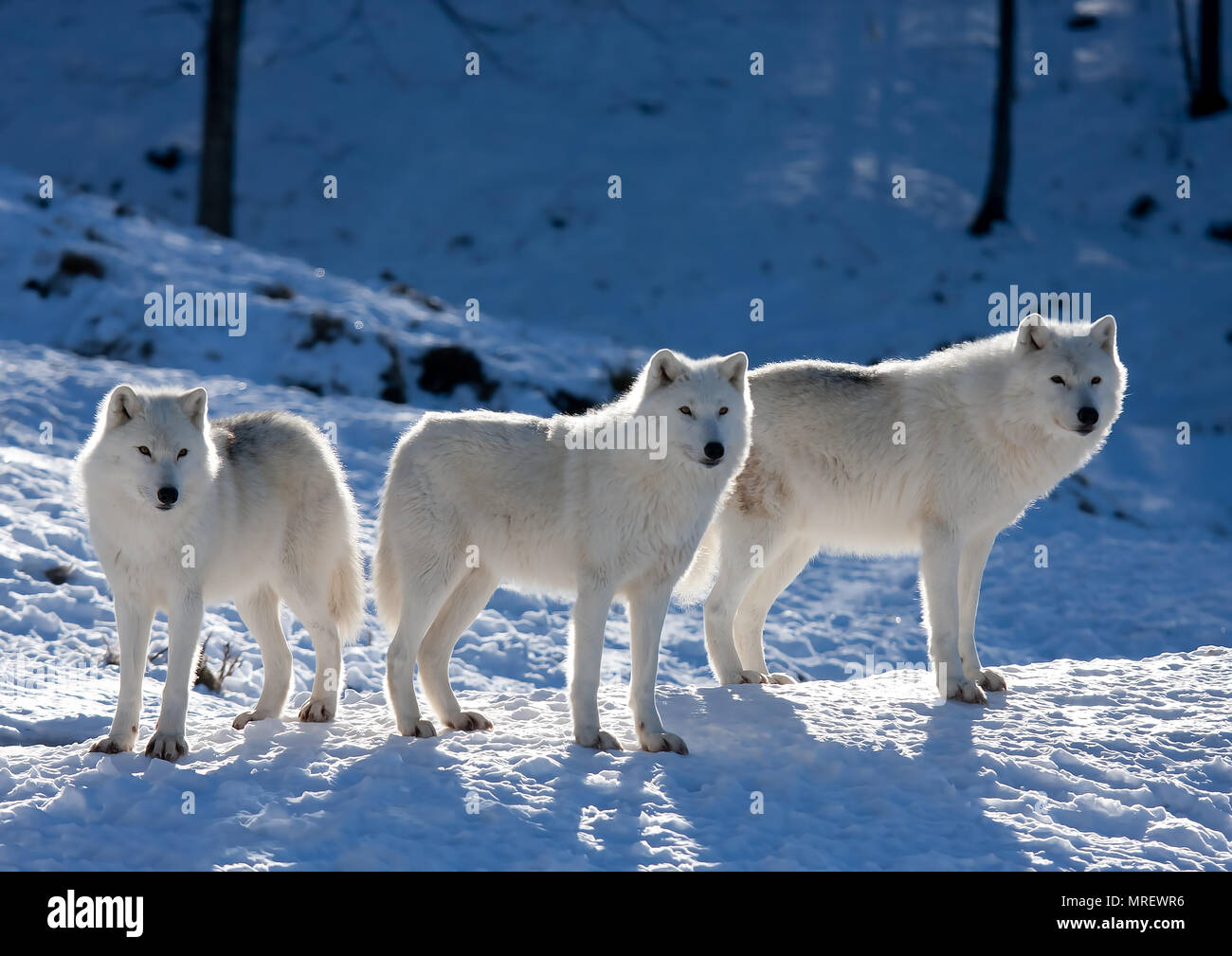 Arctic wolves hi-res stock photography and images - Alamy