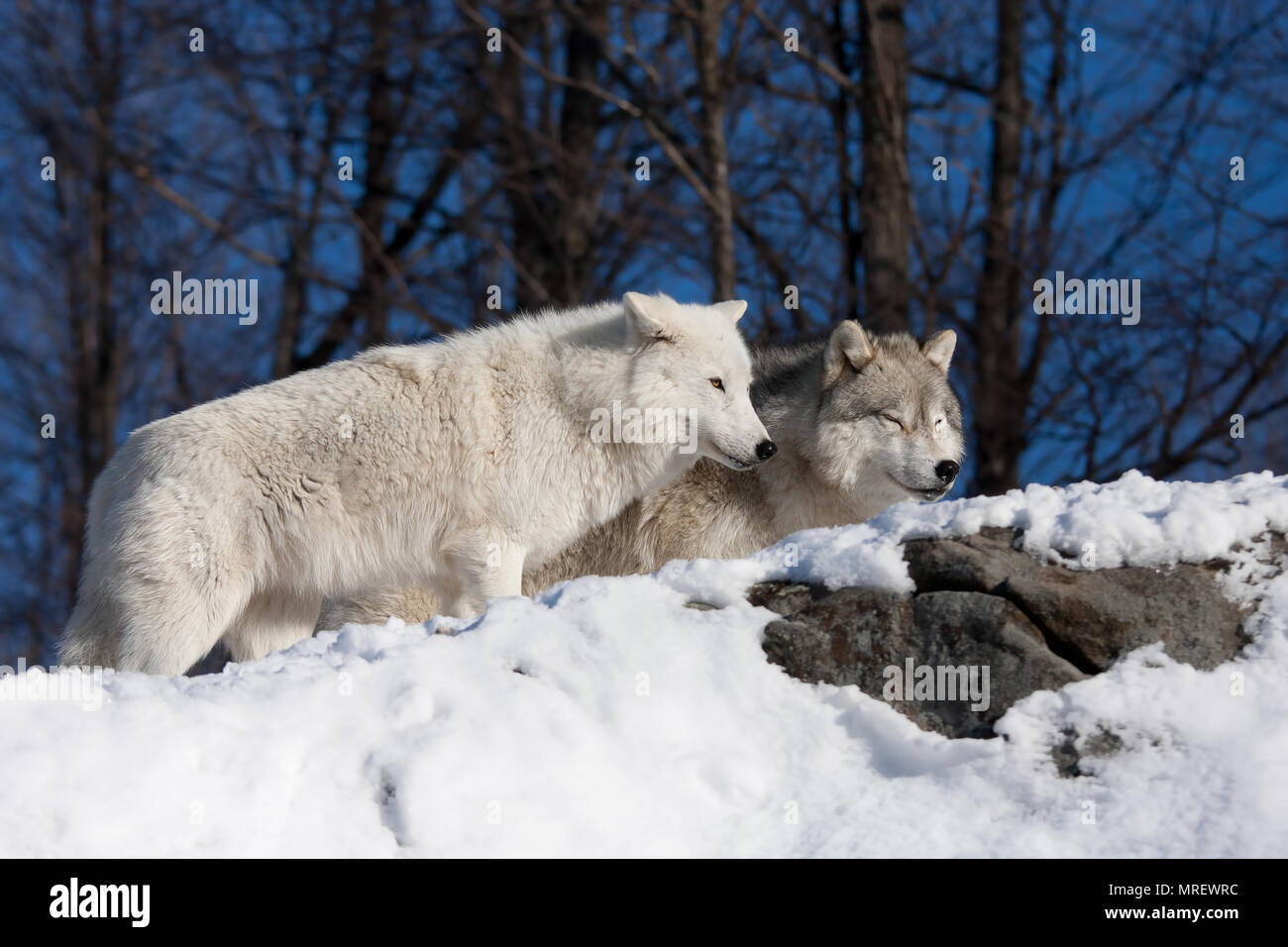 Arctic wolves (Canis lupus arctos) standing in the winter snow in ...