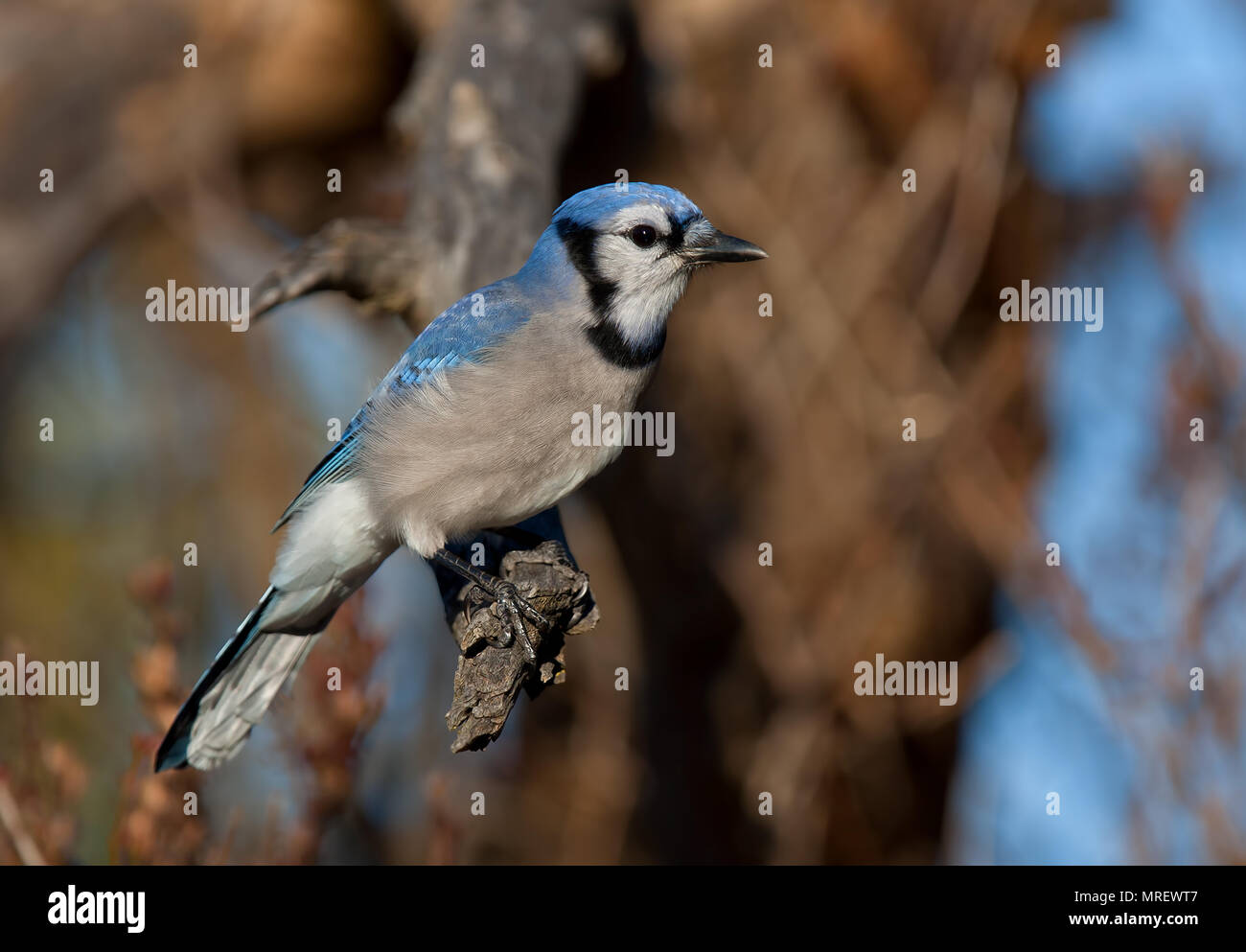 Bluejay with peanut hi-res stock photography and images - Alamy