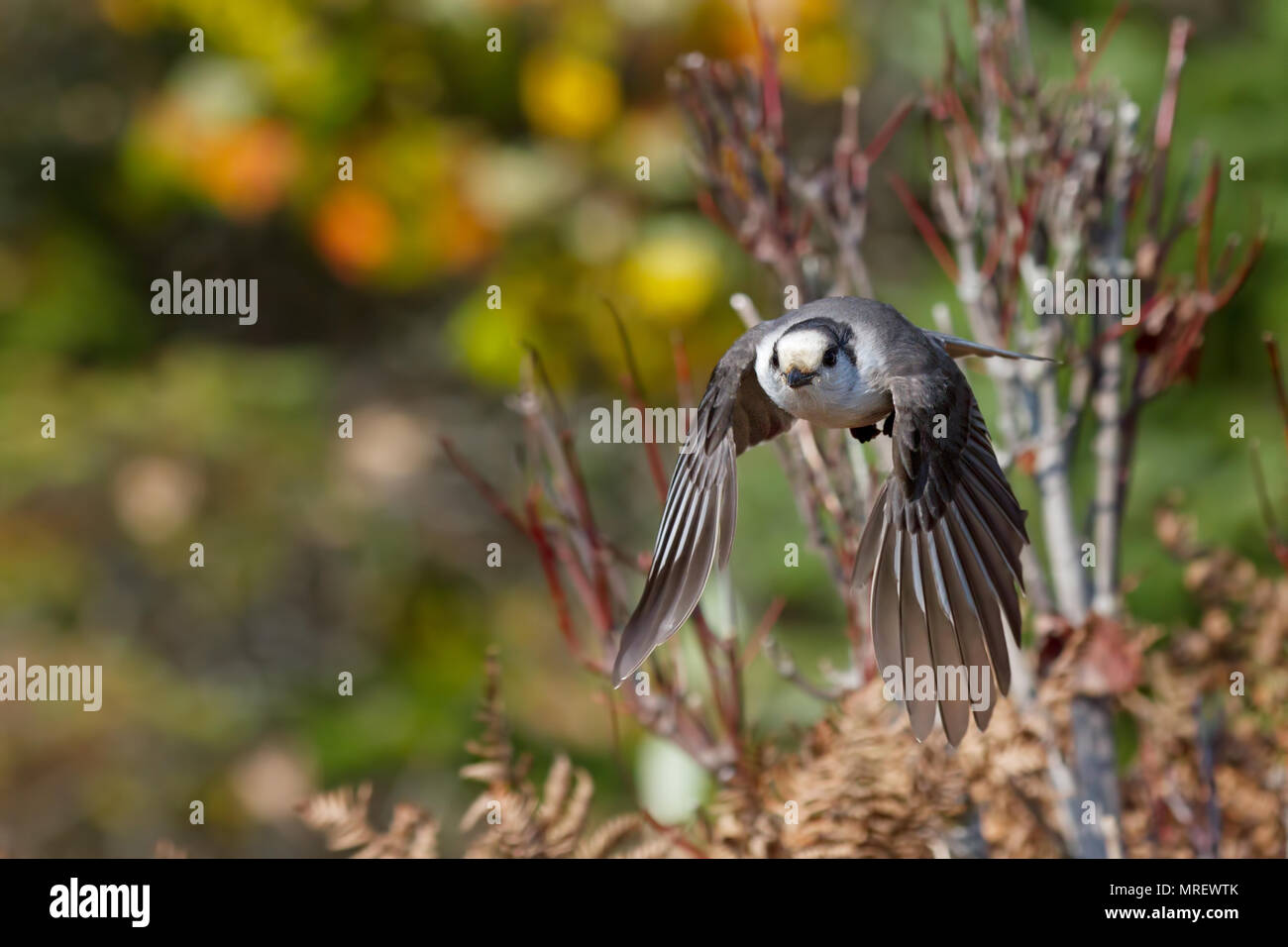 Canada Jay or Gray Jay (Perisoreus canadensis) in flight in Algonquin ...