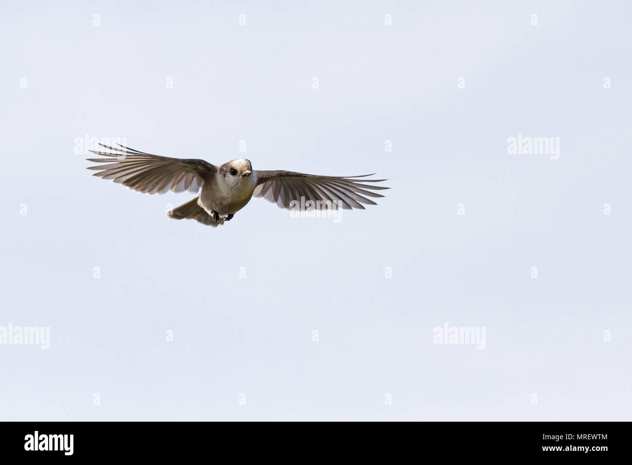 Canada Jay or Gray Jay (Perisoreus canadensis) in flight in Algonquin ...