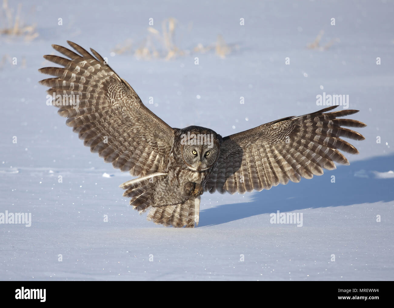 Great grey owl pouncing on prey in Canada Stock Photo - Alamy