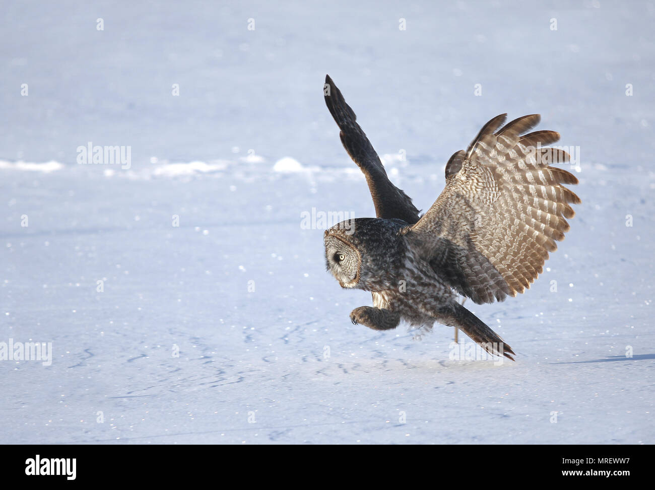 Animal pouncing prey hi-res stock photography and images - Alamy