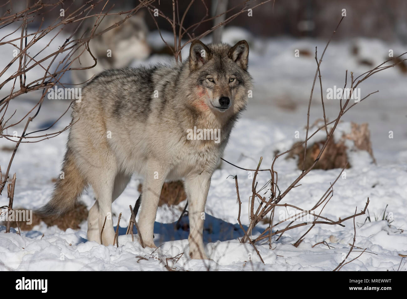 Canadian timber wolf standing hi-res stock photography and images - Alamy