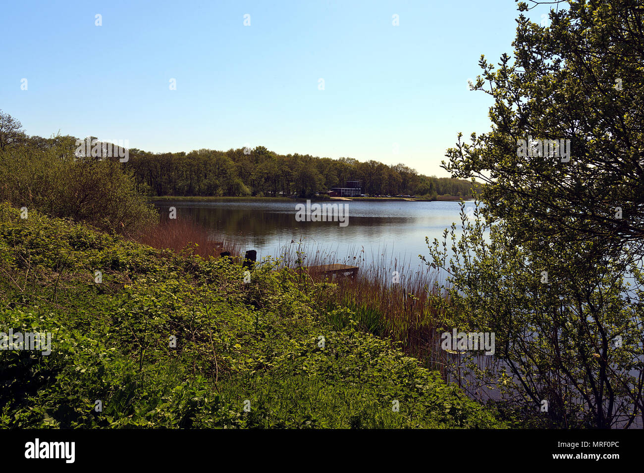 View of Rollesby Broad on the Norfolk Broads, UK Stock Photo - Alamy