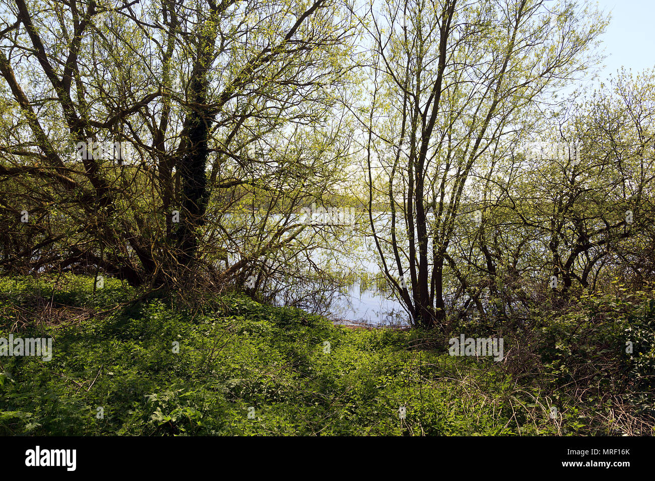 On the Banks of Rollesby Broad, The Trinity Broads, Norfolk Stock Photo ...