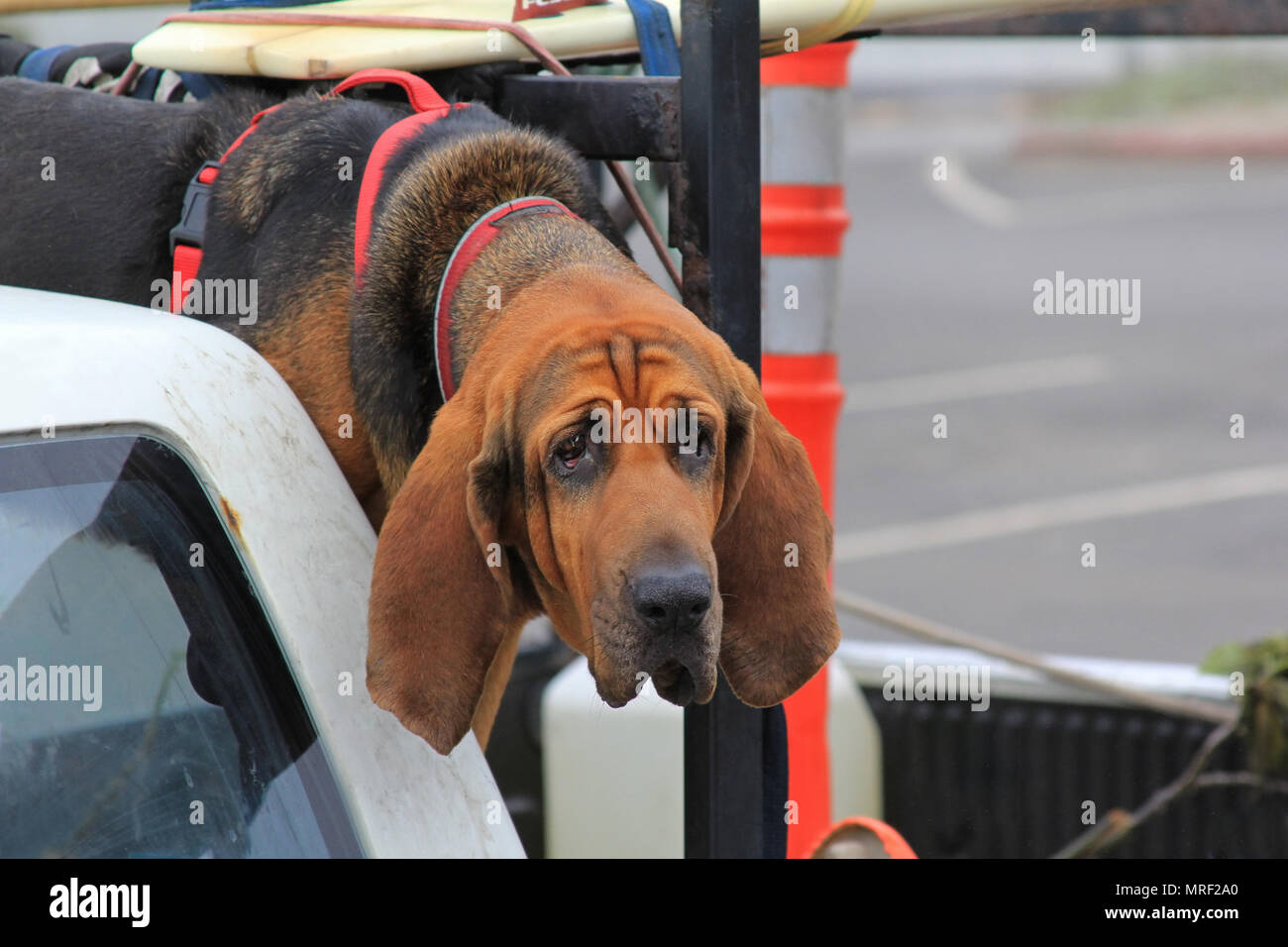 Bloodhound car hi-res stock photography and images - Alamy