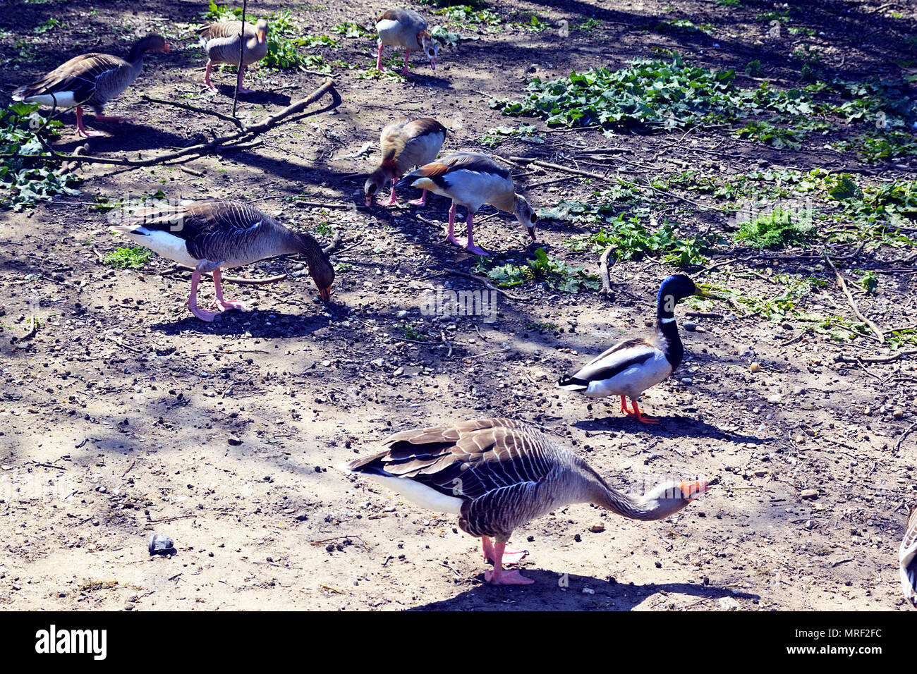 Mixed flock of Greylag and Egyptian Geese feeding at Rollesby Broad on ...
