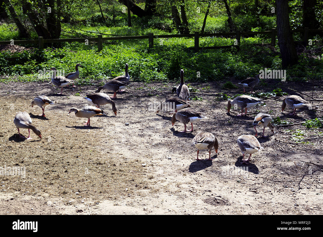 Egyptian geese uk hi-res stock photography and images - Alamy