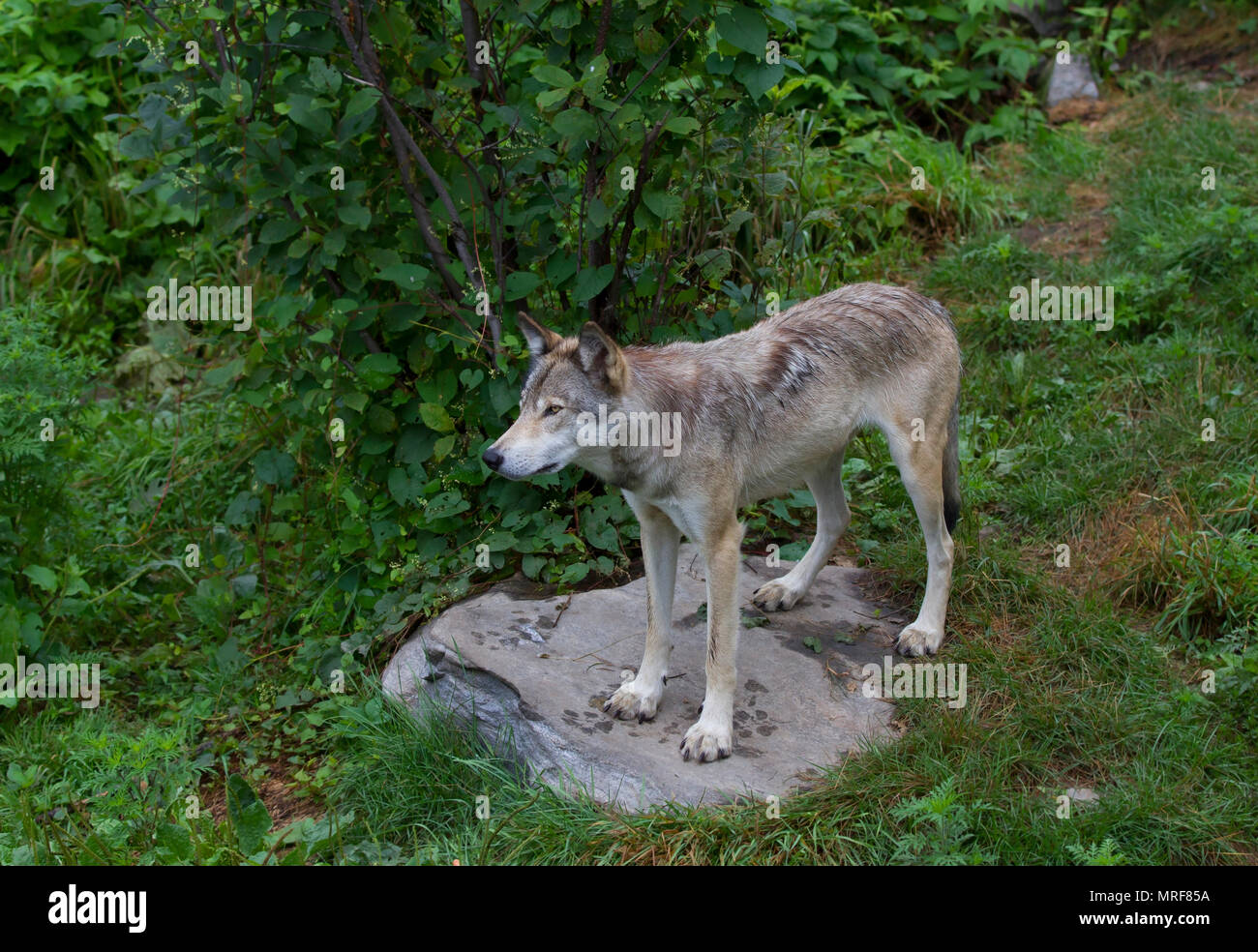 Timber wolf or Grey wolf (Canis lupus) standing on a rock cliff in ...