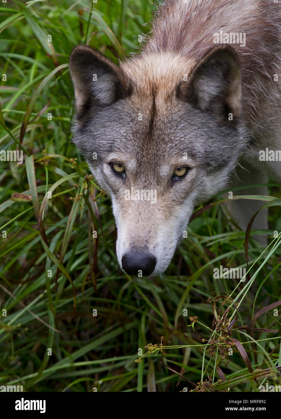 Wolf Standing On Rock High Resolution Stock Photography and Images - Alamy