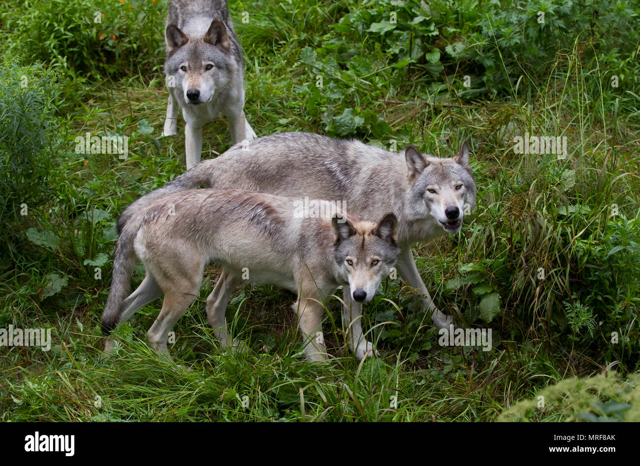 Alaskan Timber Wolf Size