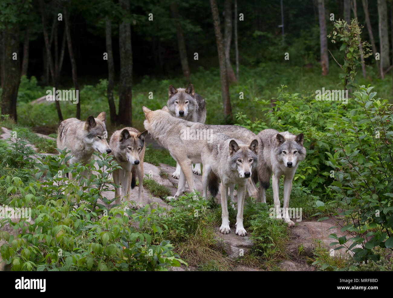 Wolf Standing On Rock High Resolution Stock Photography and Images - Alamy