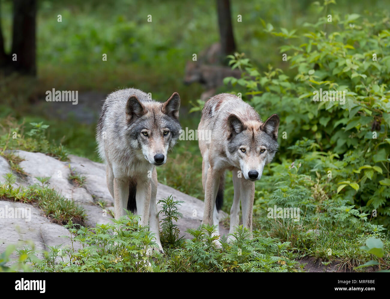 Wolf Standing On Rock High Resolution Stock Photography and Images - Alamy