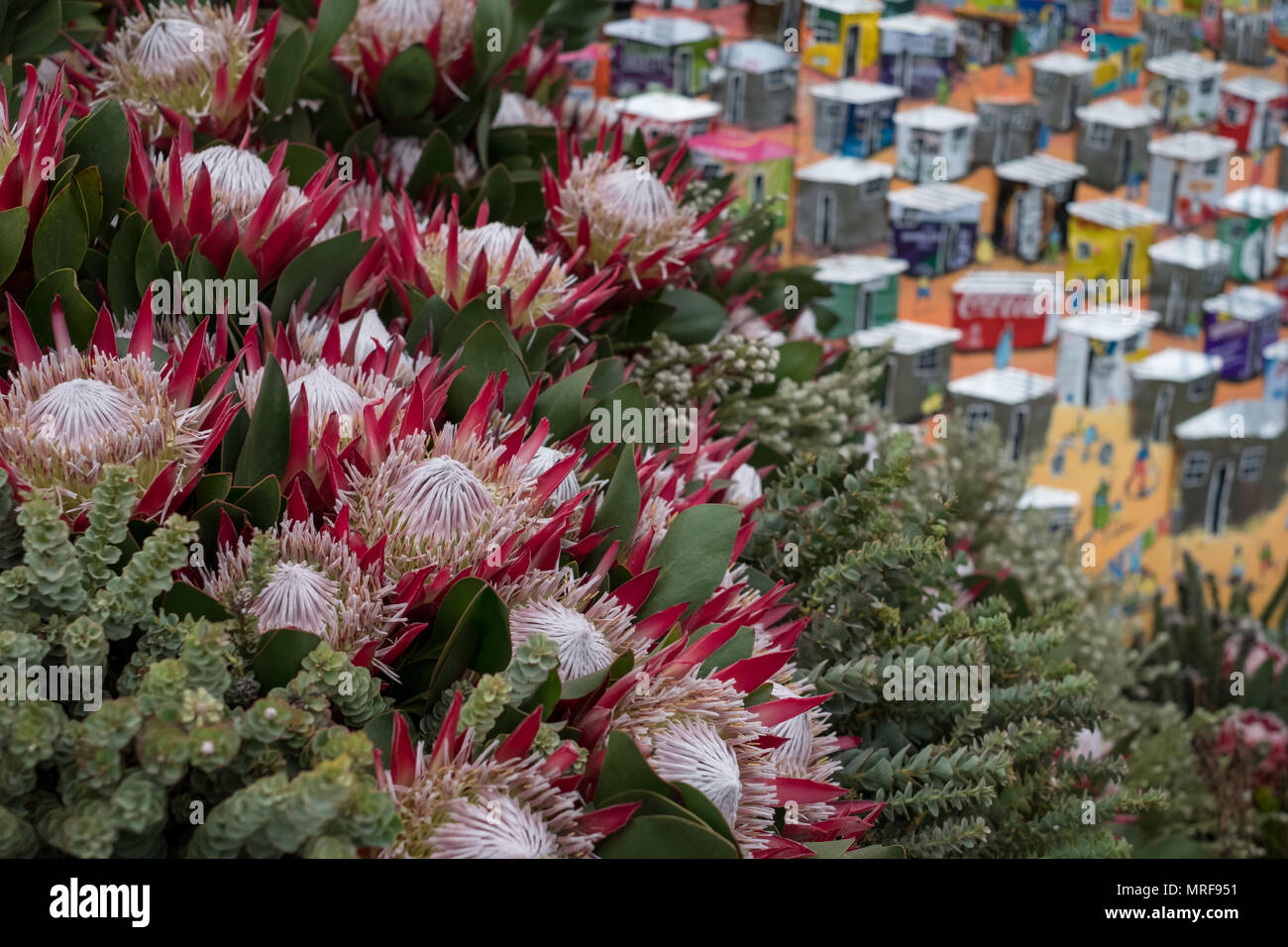 Red proteas hi-res stock photography and images - Alamy