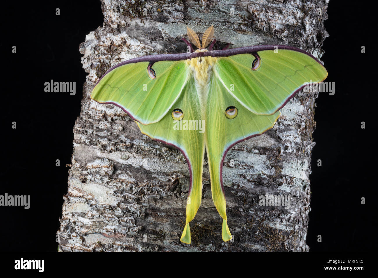 Cherry Moth Stock Photos & Cherry Moth Stock Images - Alamy