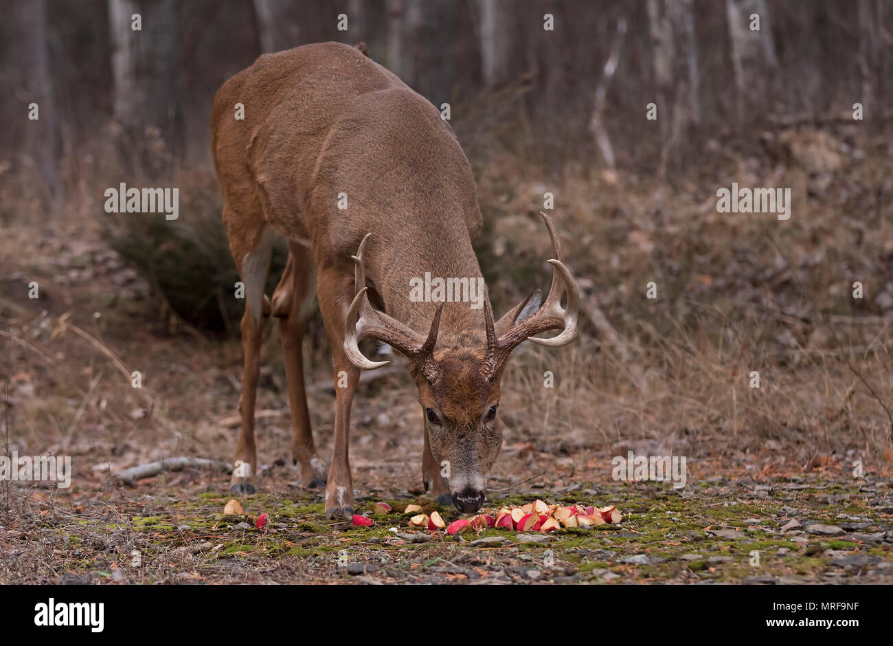White tailed deer ruminant hi-res stock photography and images - Alamy