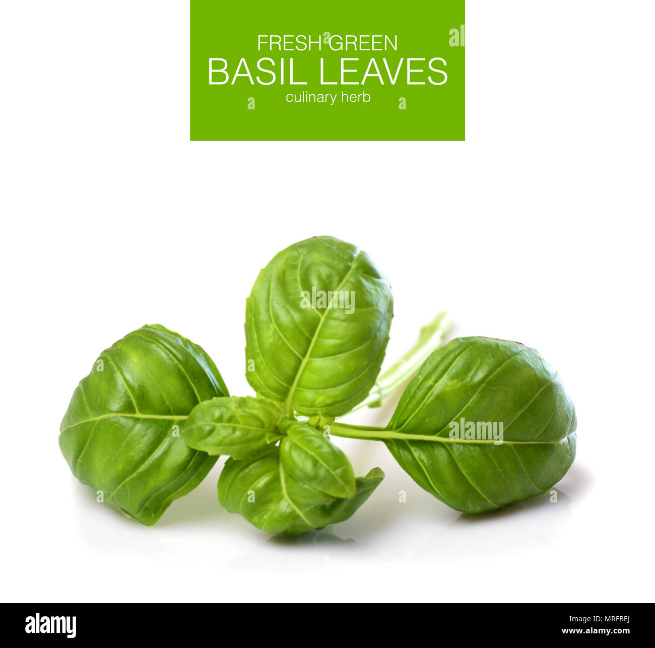Fresh basil leaves isolated on white Stock Photo - Alamy