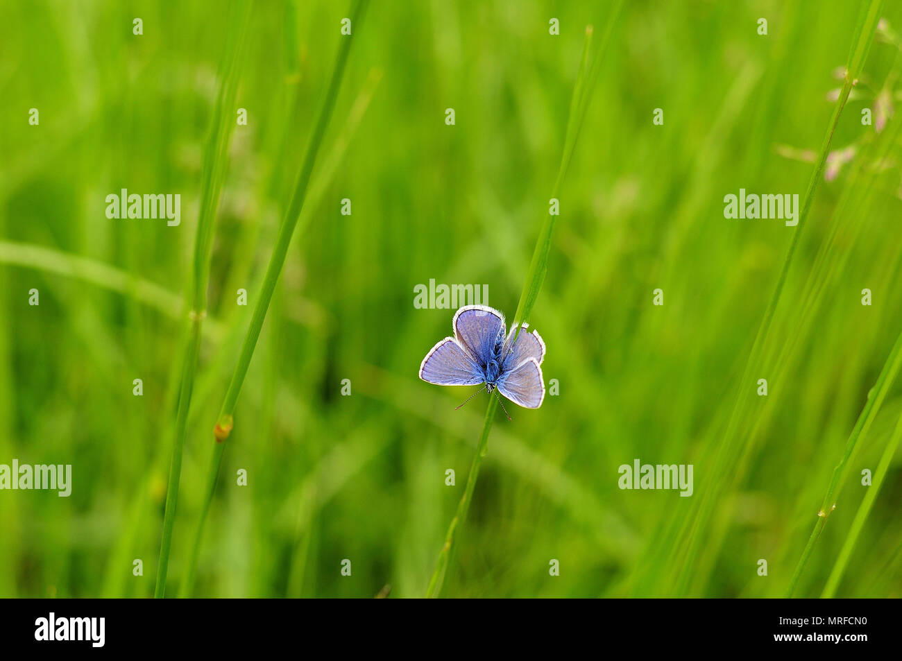 common blue butterfly with hurt wing sitting on grass in a meadow Stock ...