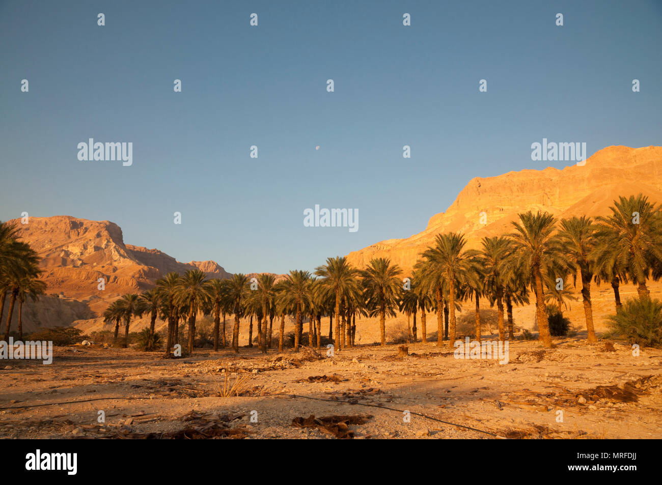 Ein Gedi area Stock Photo - Alamy