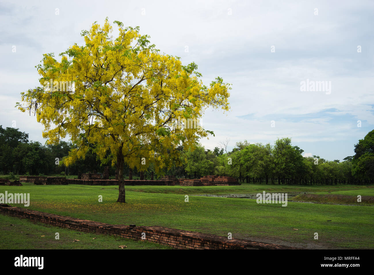 Yellow flower tree hi-res stock photography and images - Alamy