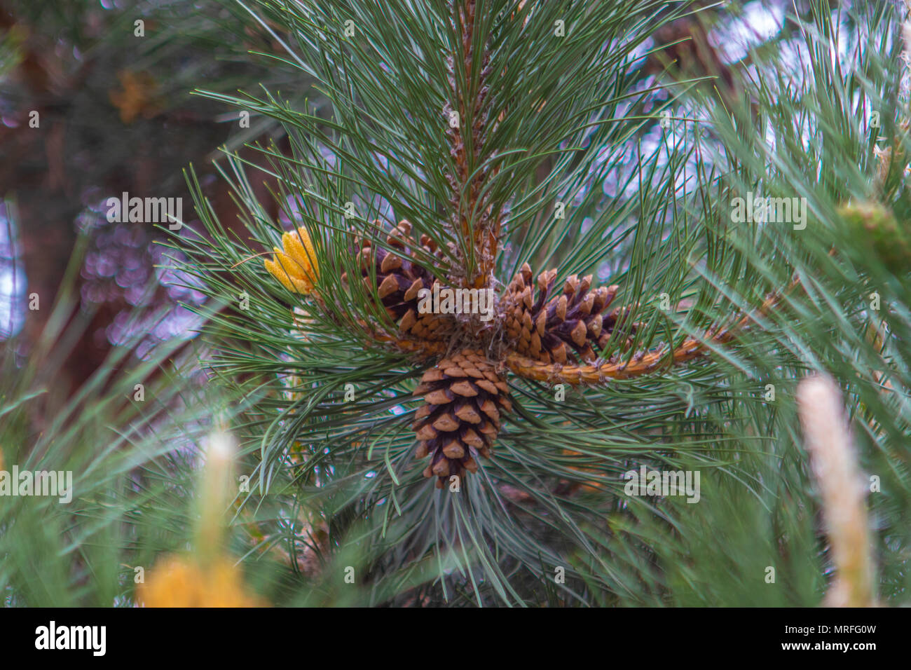 White pine pollen cone hi-res stock photography and images - Alamy