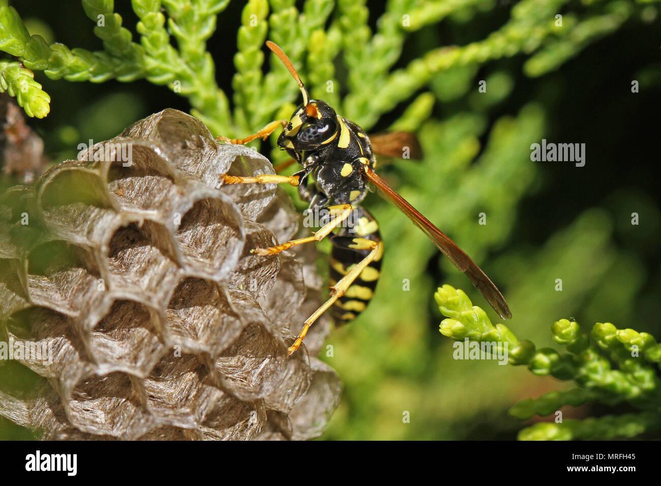 Tree wasp or paper wasp building its umbrella nest in Italy Latin ...