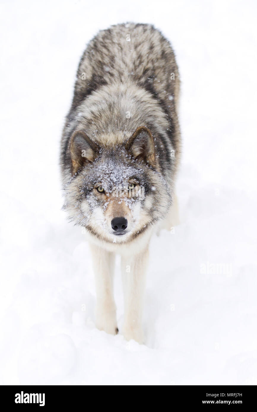 Timber wolf or Grey wolf (Canis lupus) walking in the winter snow in ...