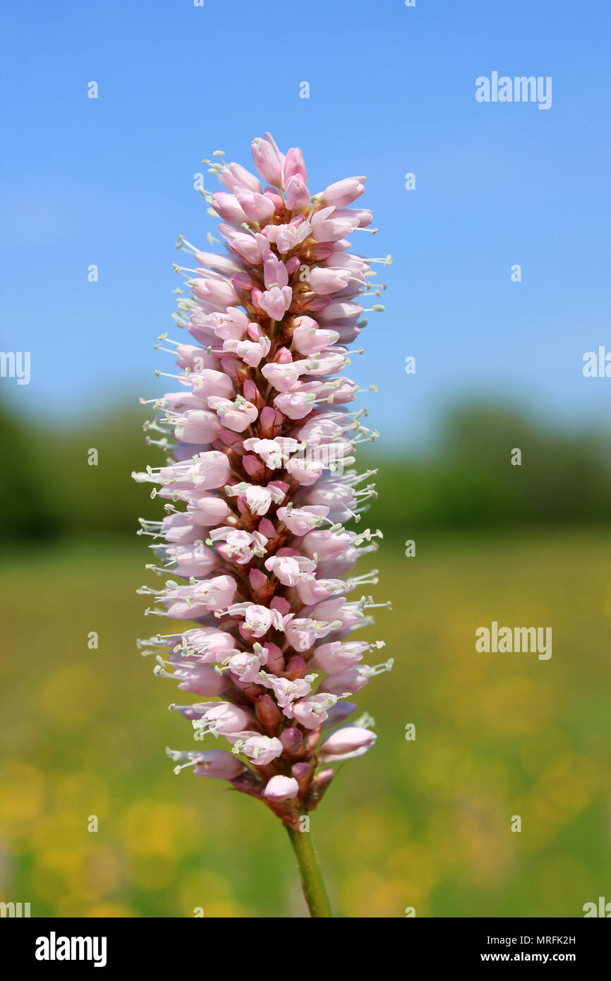 Flowering Common Bistort Persicaria bistorta Stock Photo - Alamy