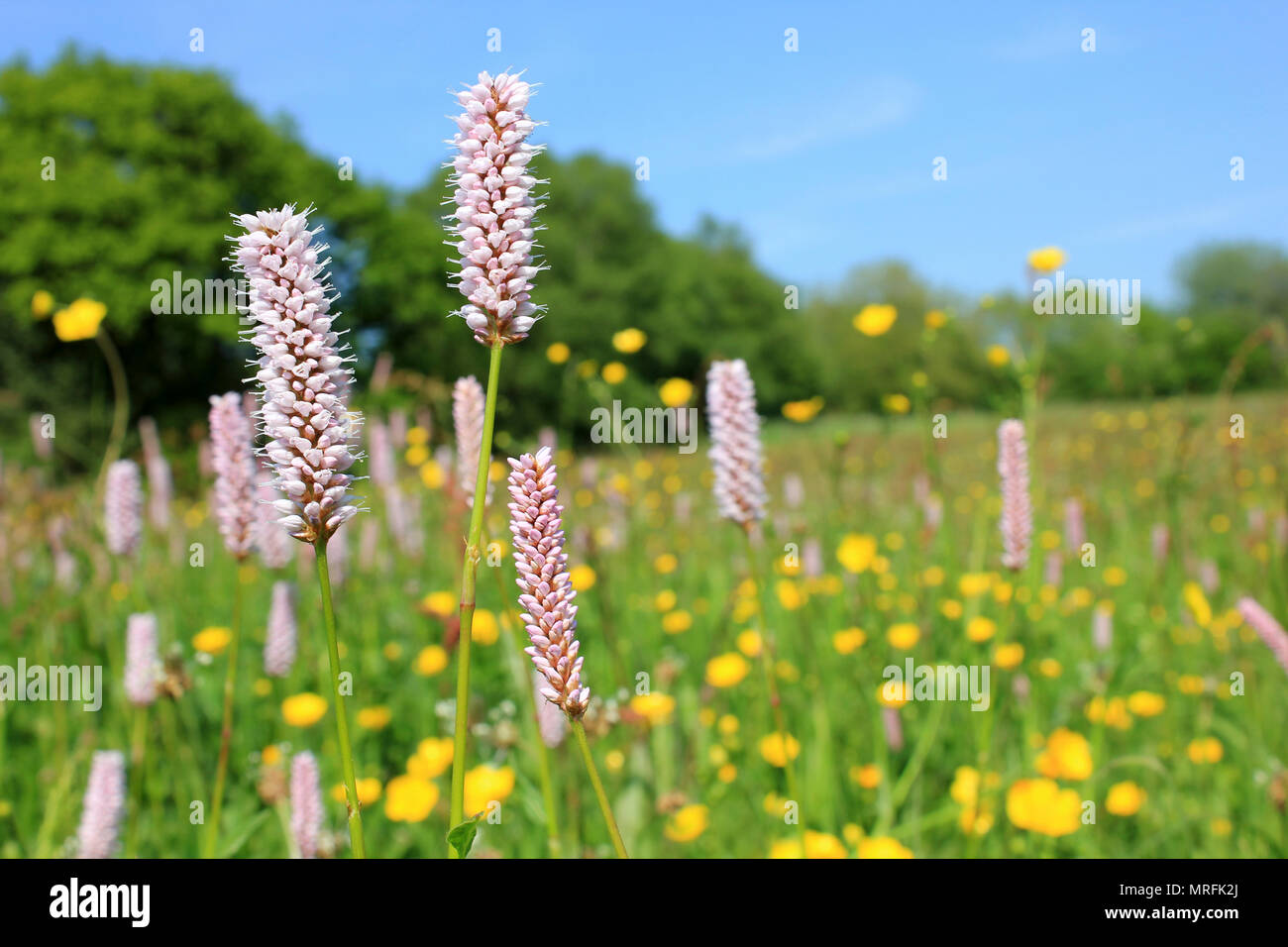Flowering Common Bistort Persicaria bistorta Stock Photo - Alamy