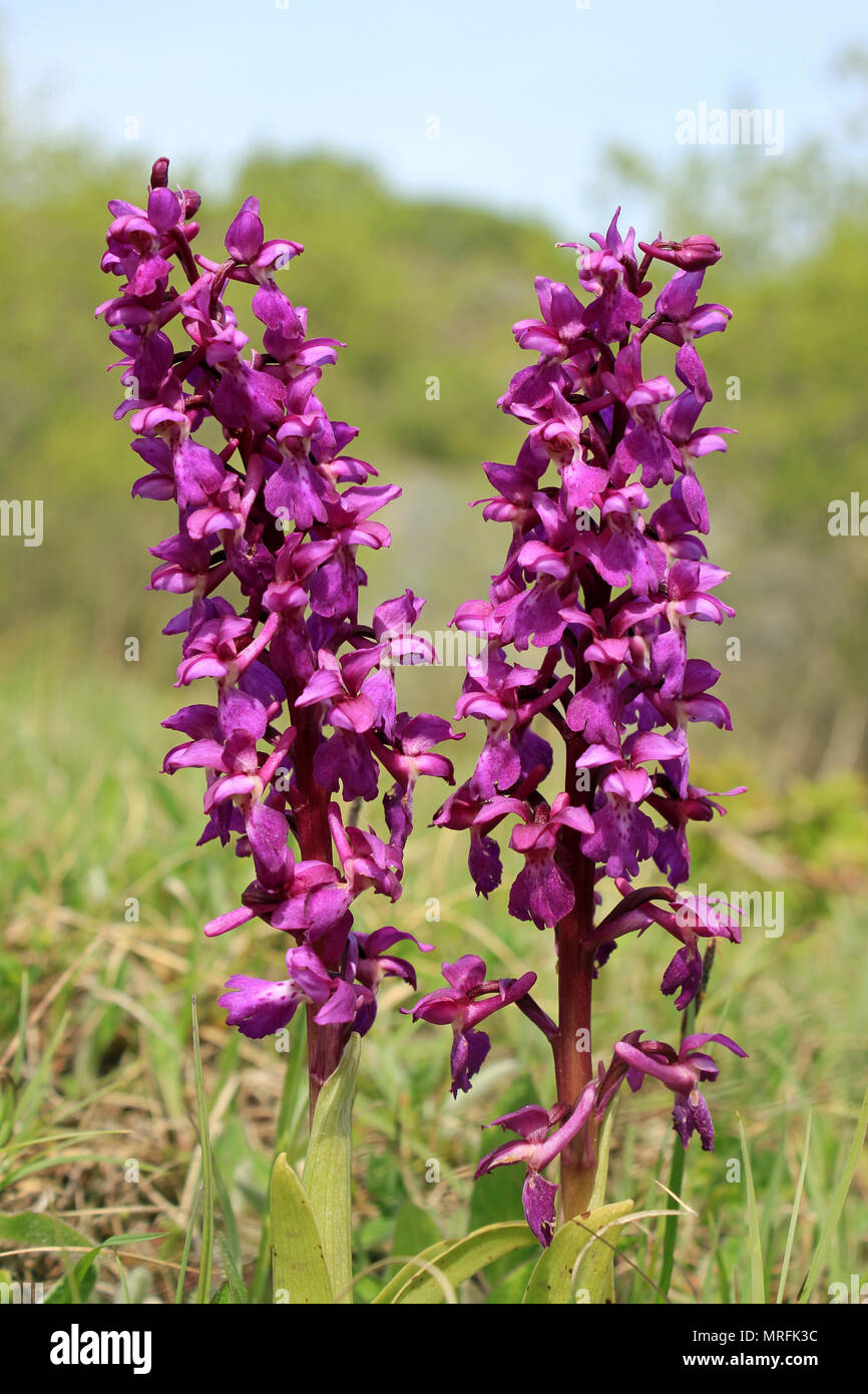 Mascula High Resolution Stock Photography and Images - Alamy