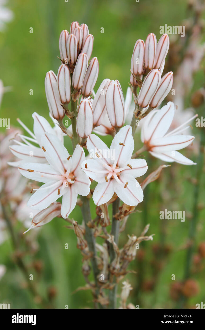 Asphodel Flower Drawing