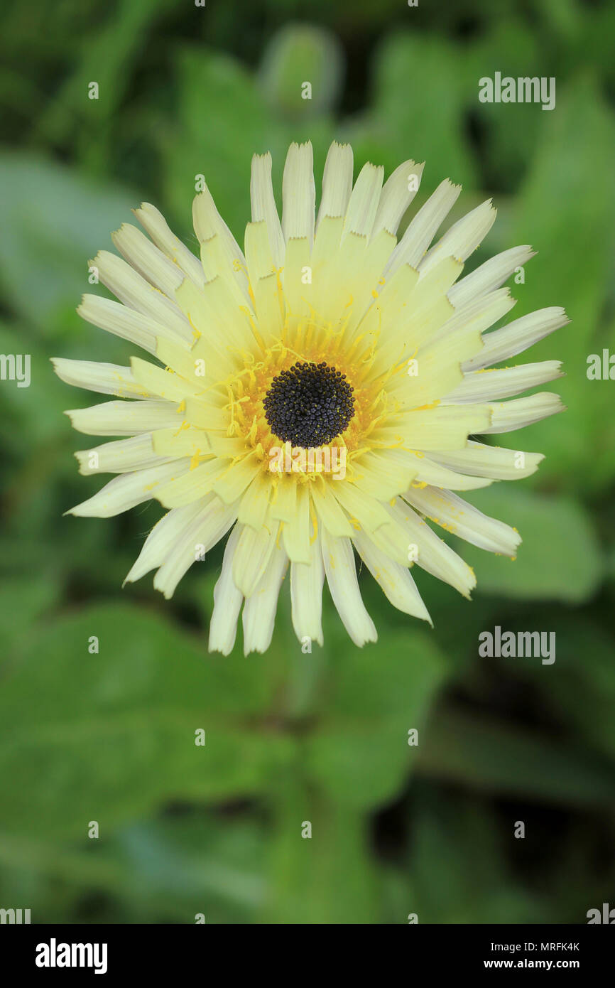 Yellow Moroccan Flower Stock Photo - Alamy