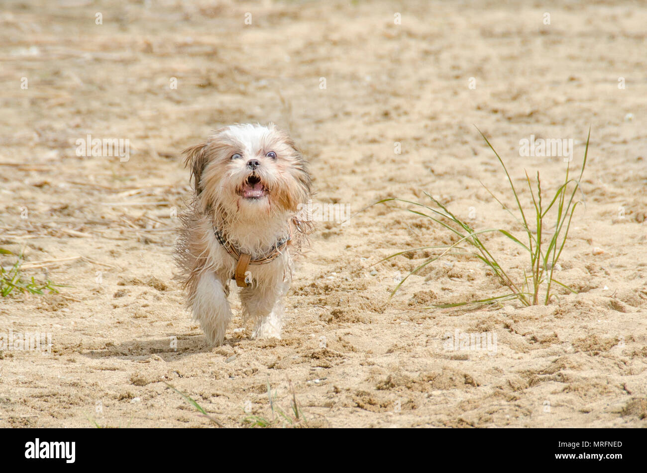 Shih Tzu Puppy running - Shih Tzu Dog Breed Stock Photo - Alamy